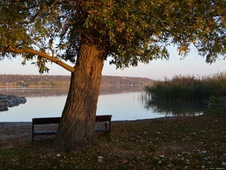 Pe langa plopii fara sot | PPS