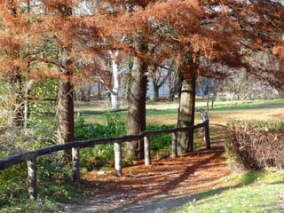 Pe langa plopii fara sot | PPS