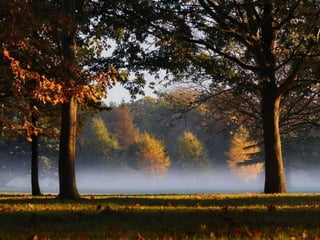 Pe langa plopii fara sot | PPS