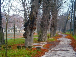 Pe langa plopii fara sot | PPS