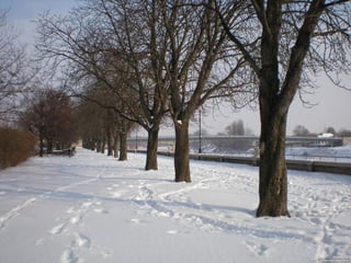 Pe langa plopii fara sot | PPS