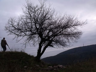 Pe langa plopii fara sot | PPS