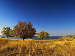 Pe langa plopii fara sot | PPS