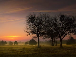 Pe langa plopii fara sot | PPS