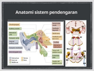 Pelatihan BERA ASSR Natus [Autosaved].pptx