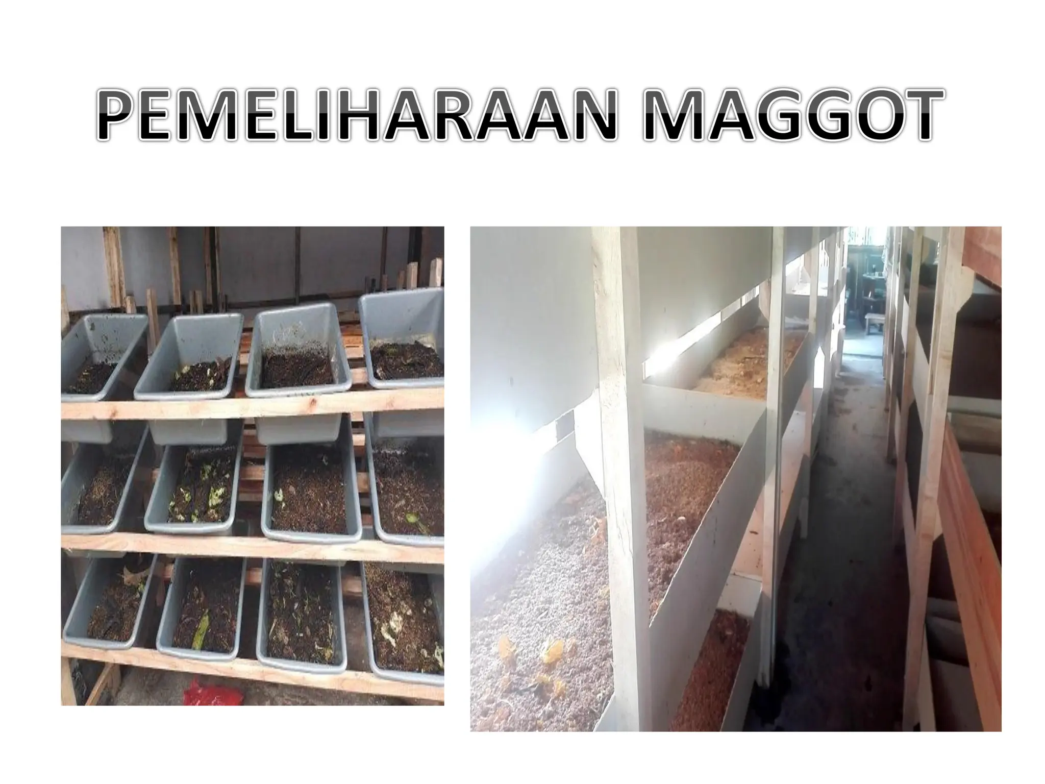 Pelatihan Budidaya Maggot (1).pdf