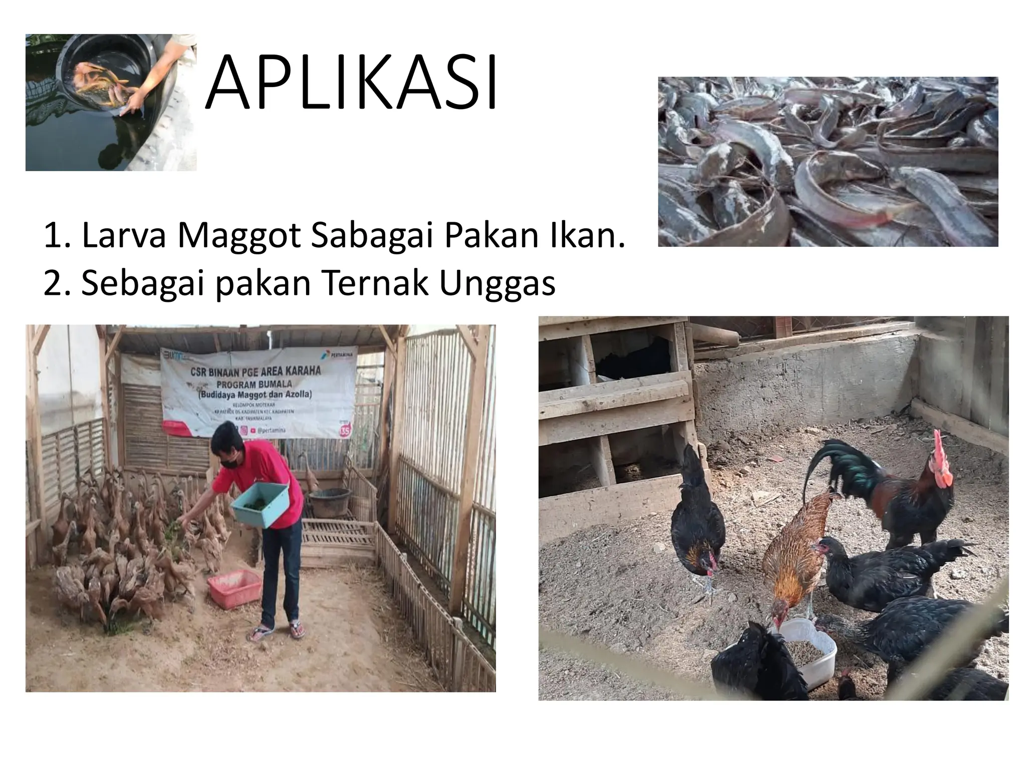 Pelatihan Budidaya Maggot (1).pdf