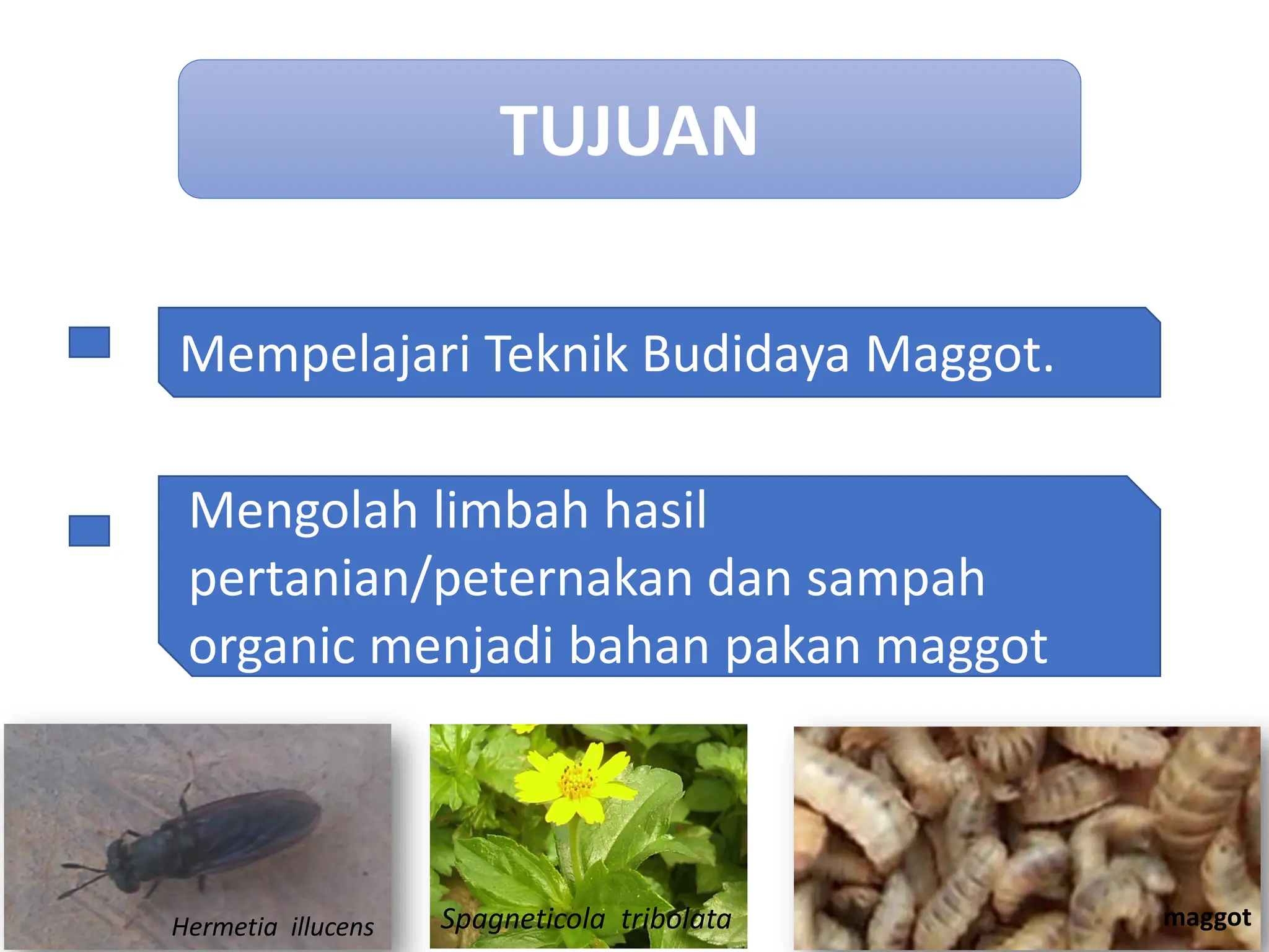 Pelatihan Budidaya Maggot (1).pdf