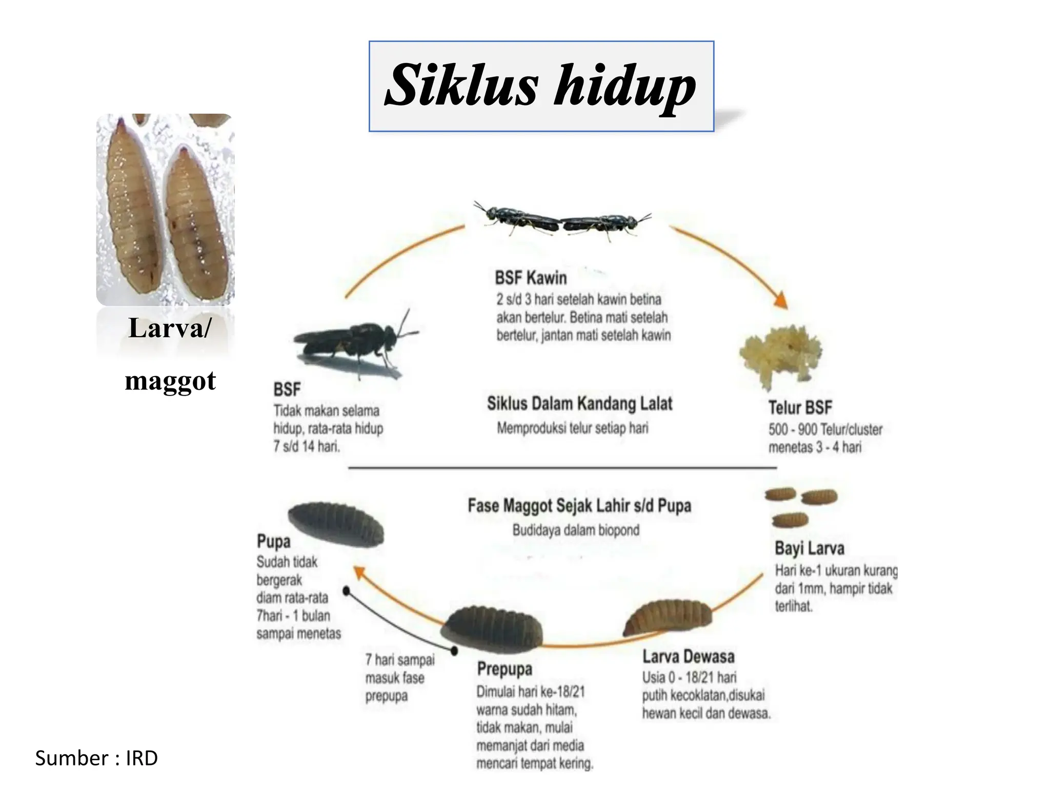 Pelatihan Budidaya Maggot (1).pdf