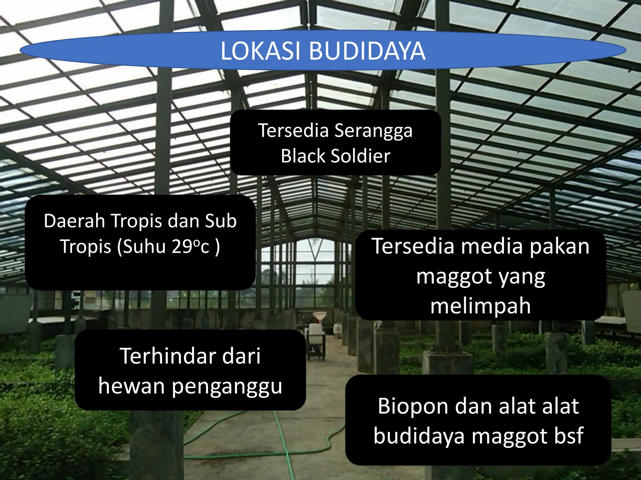 Pelatihan Budidaya Maggot (1).pdf