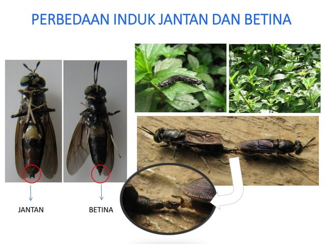Pelatihan Budidaya Maggot (1).pdf