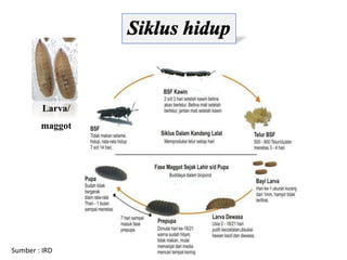 Pelatihan Budidaya Maggot (1).pdf