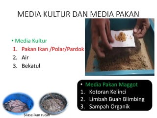 Pelatihan Budidaya Maggot (1).pdf