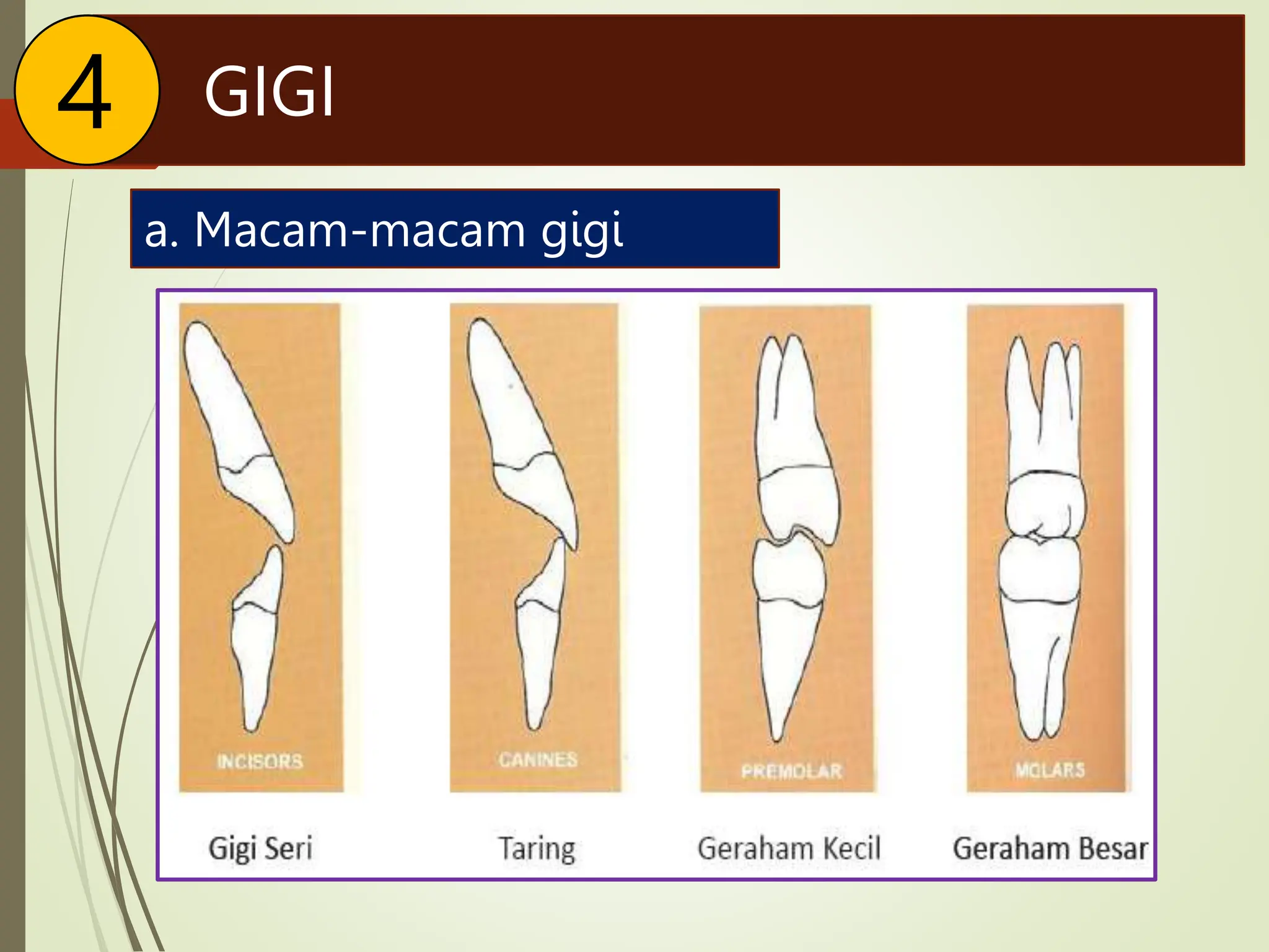 PELATIHAN BAGI KADER KESEHATAN GIGI.pptx
