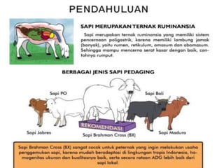 pelatihan RUMINANSIA.pptx