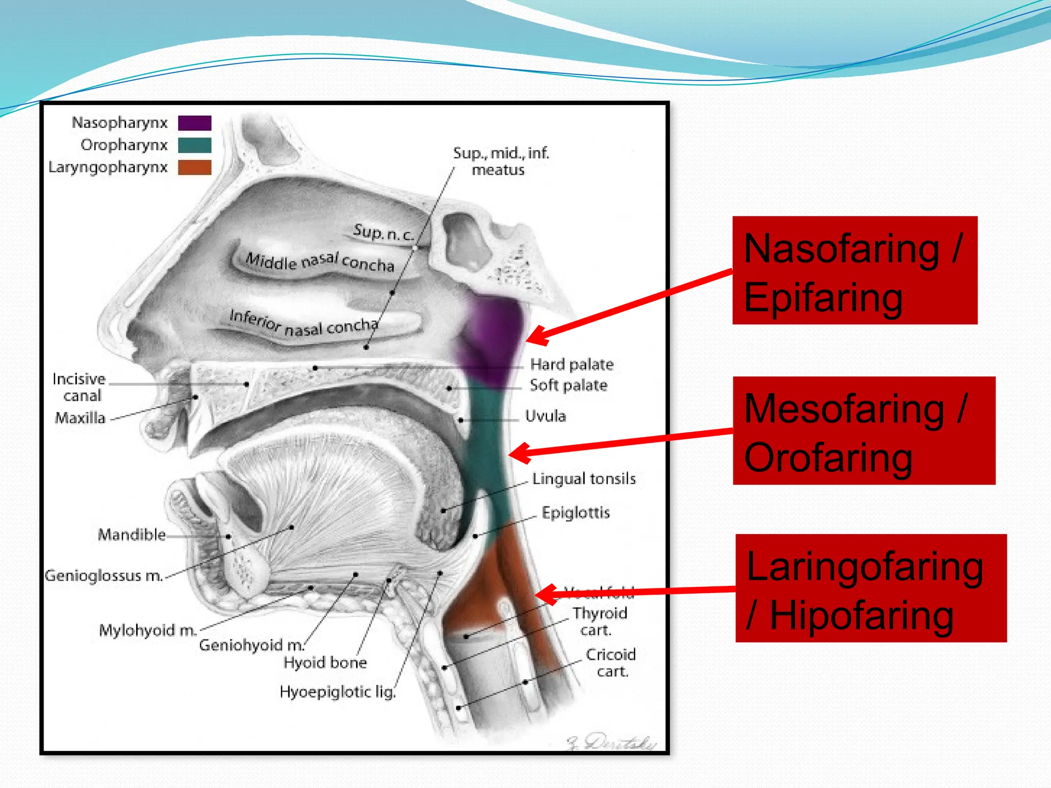 Pelatihan swab nasofaring dan orofaring yang benar | PPTX