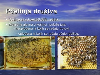 Pčele | PPT
