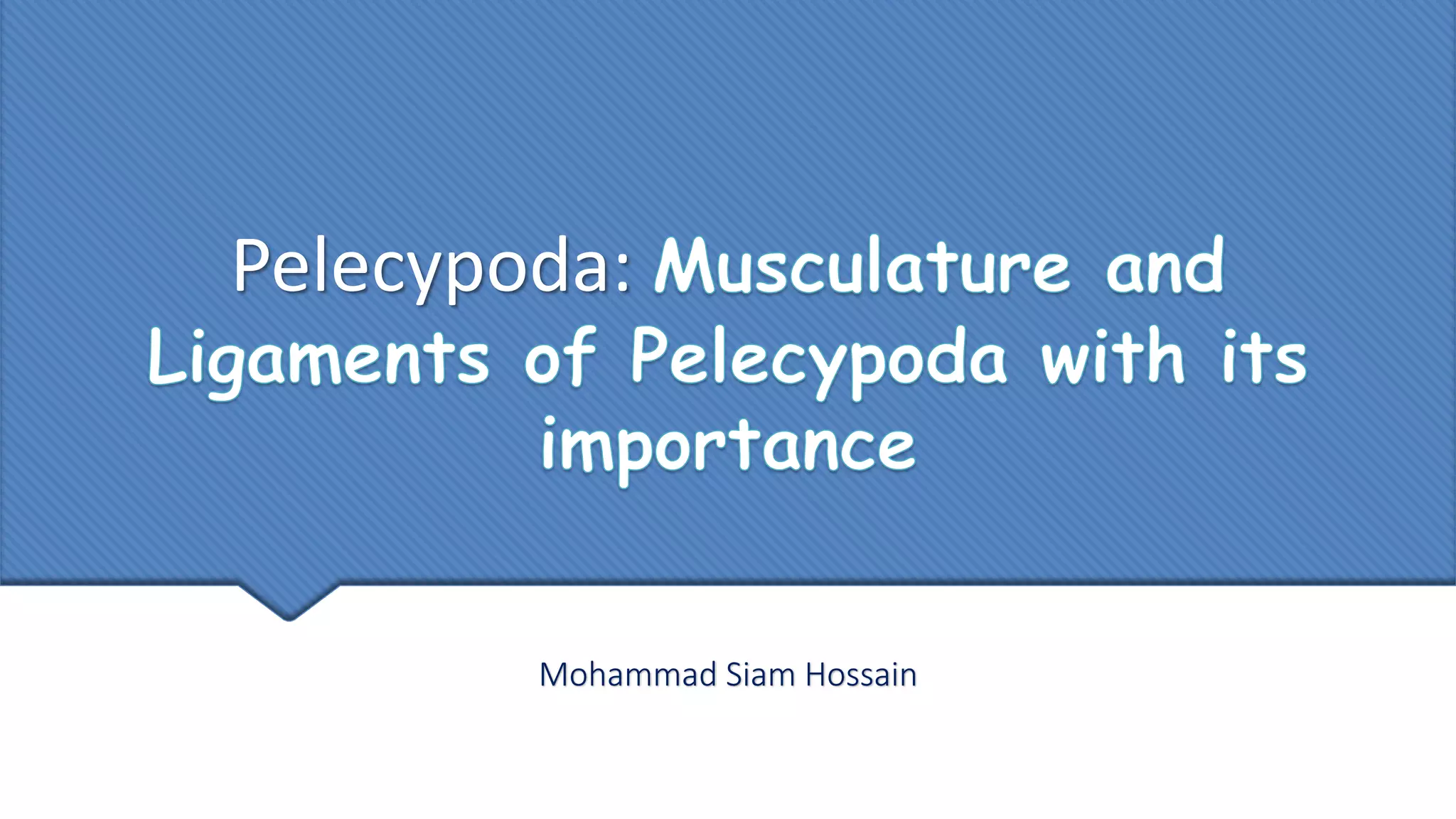 Pelecypoda - it's Musculature and ligaments with its importance | PPTX