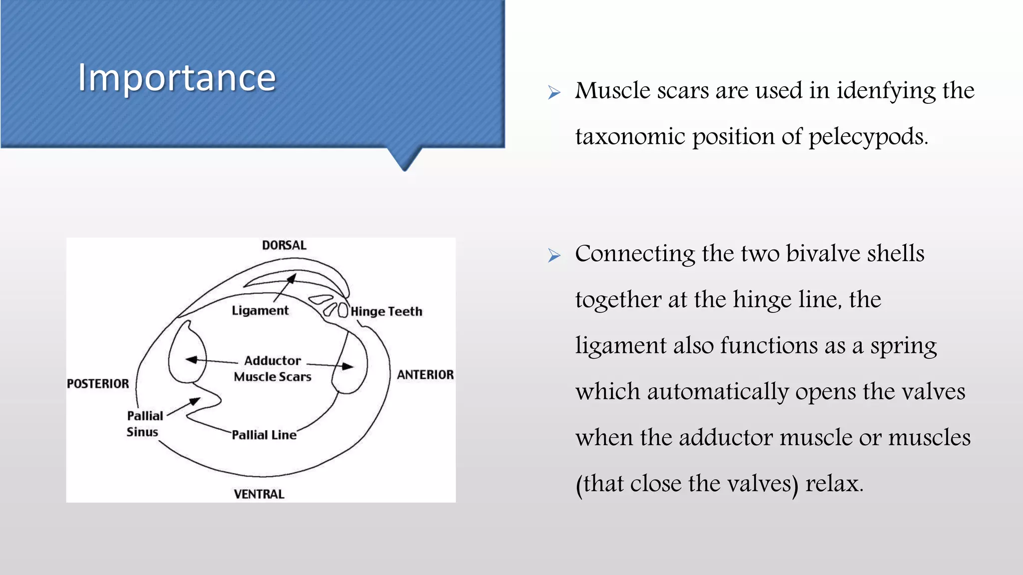 Pelecypoda - it's Musculature and ligaments with its importance | PPTX