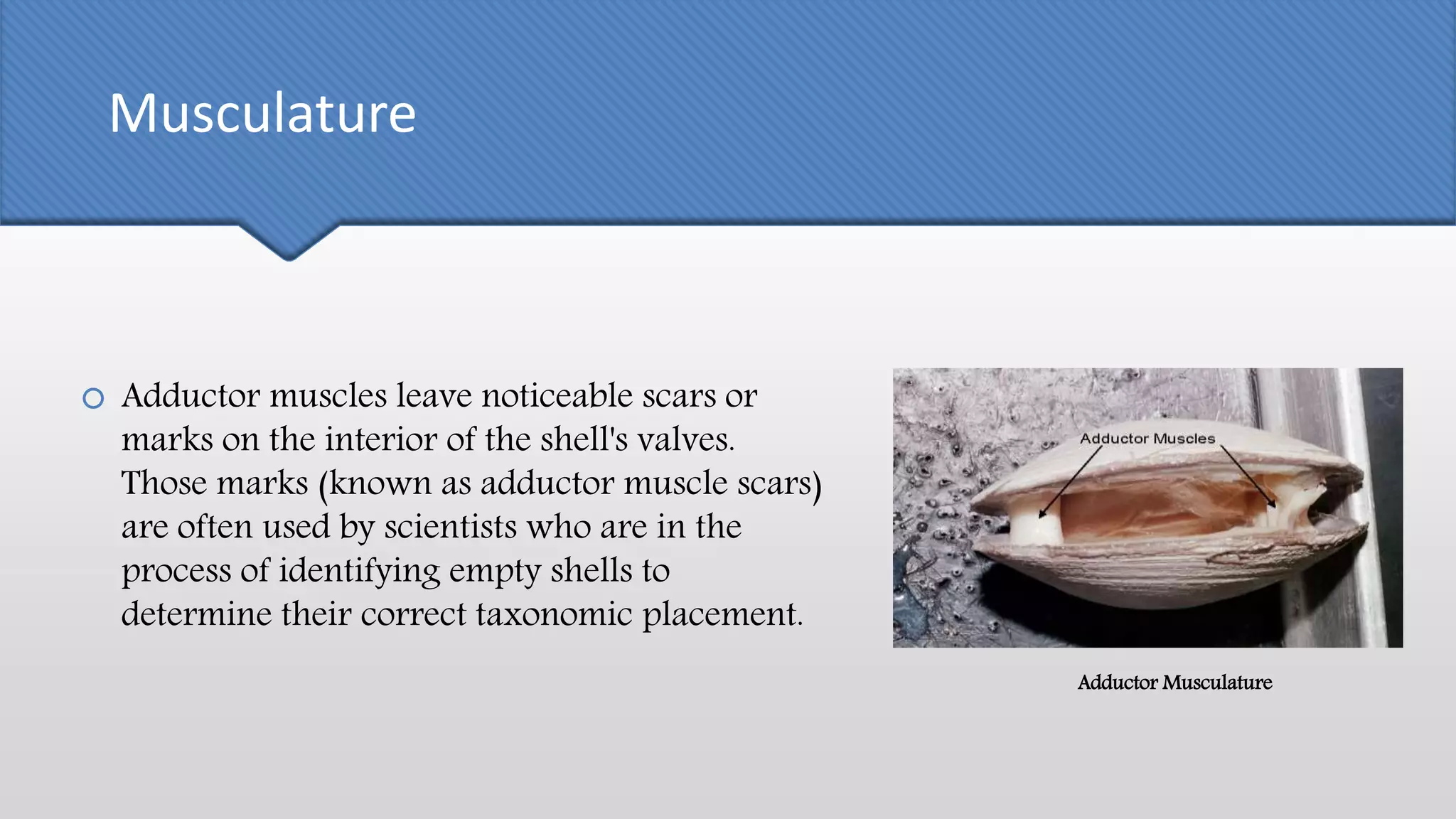 Pelecypoda - it's Musculature and ligaments with its importance | PPTX
