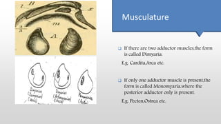 Pelecypoda - it's Musculature and ligaments with its importance | PPTX