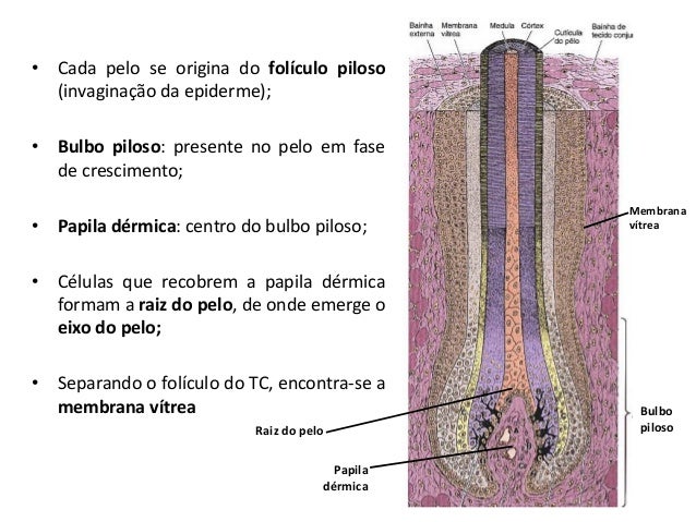 Pele e anexos alides