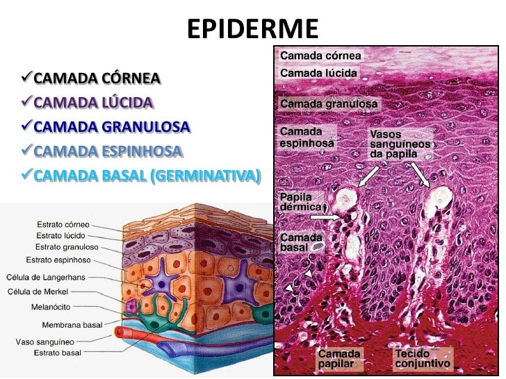 Histologia Das Camadas Da Epiderme