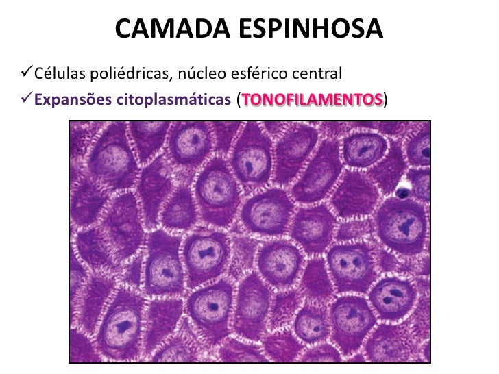 Pele e anexos2012