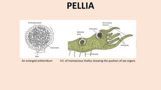 Pellia | PPT