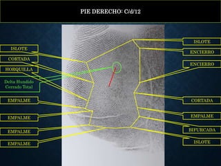 IDENTIFICACION PERSONAL PELASTOCOPI PIEA | PPT