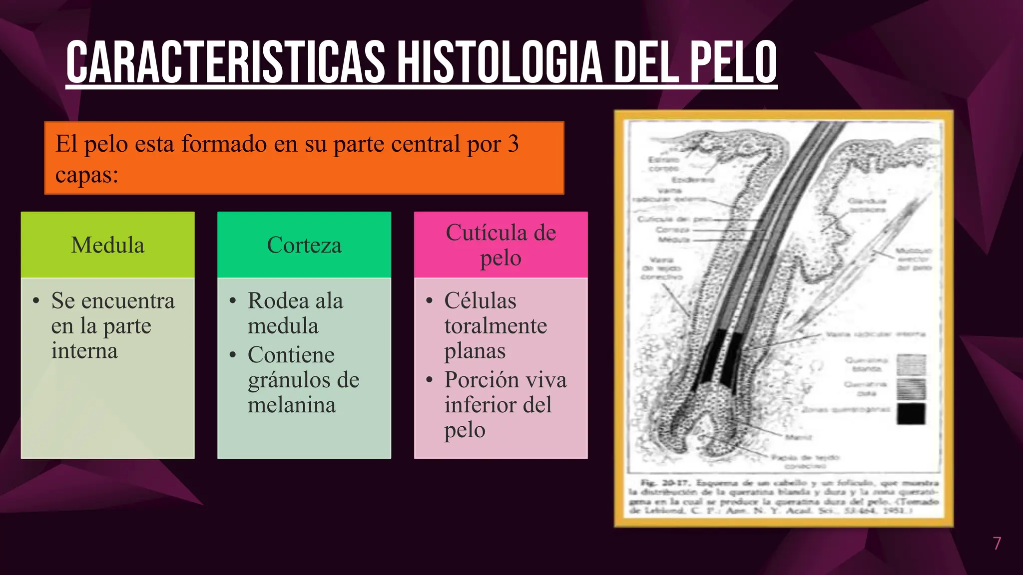 Histología del pelo o cabello-Medicina.pptx