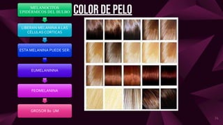 Histología del pelo o cabello-Medicina.pptx