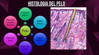 Histología del pelo o cabello-Medicina.pptx