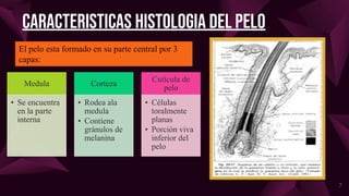 Histología del pelo o cabello-Medicina.pptx