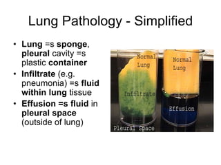 Pe lungexam | PDF | Lung and Respiratory Health | Diseases and Conditions
