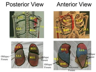 Pe lungexam | PDF | Lung and Respiratory Health | Diseases and Conditions