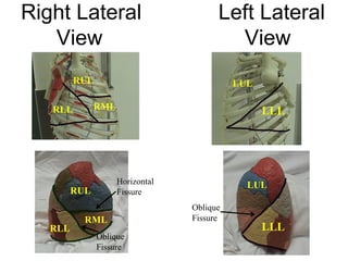 Pe lungexam | PDF | Lung and Respiratory Health | Diseases and Conditions