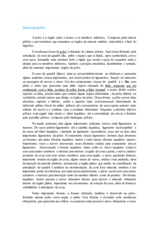 Pelve e períneo | DOCX