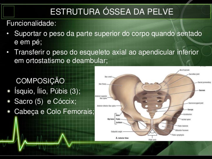 Pelve Masculina e Feminina