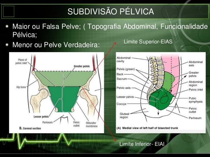 Pelve Masculina e Feminina