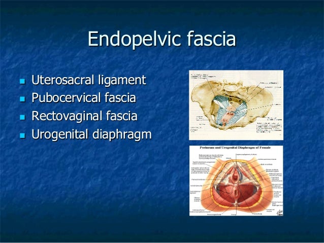 Rectovaginal Fascia
