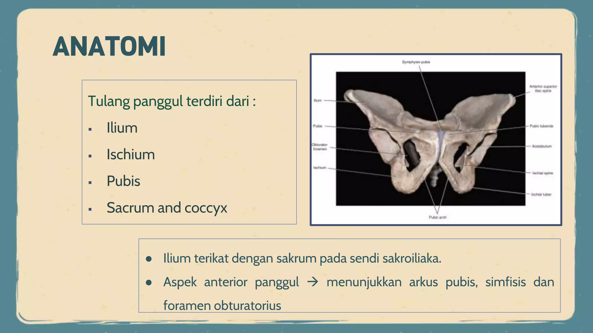 anatomi dan funsi dasar panggul | PPTX