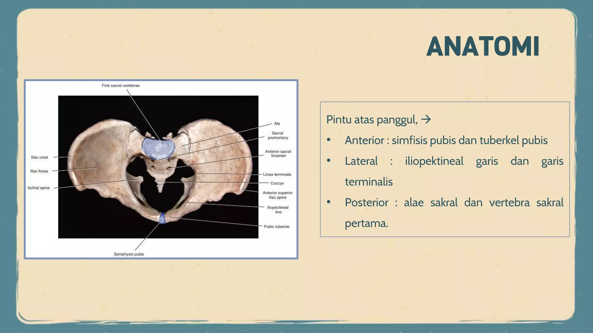 anatomi dan funsi dasar panggul | PPTX