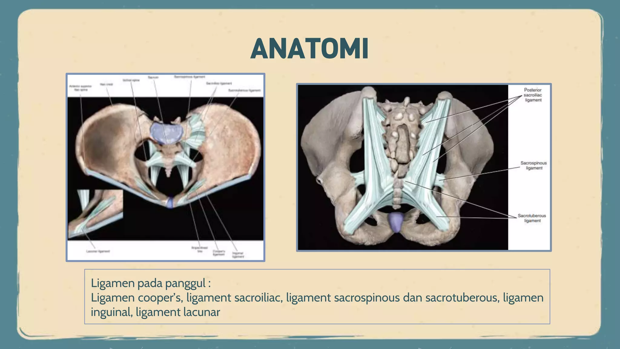 anatomi dan funsi dasar panggul | PPTX