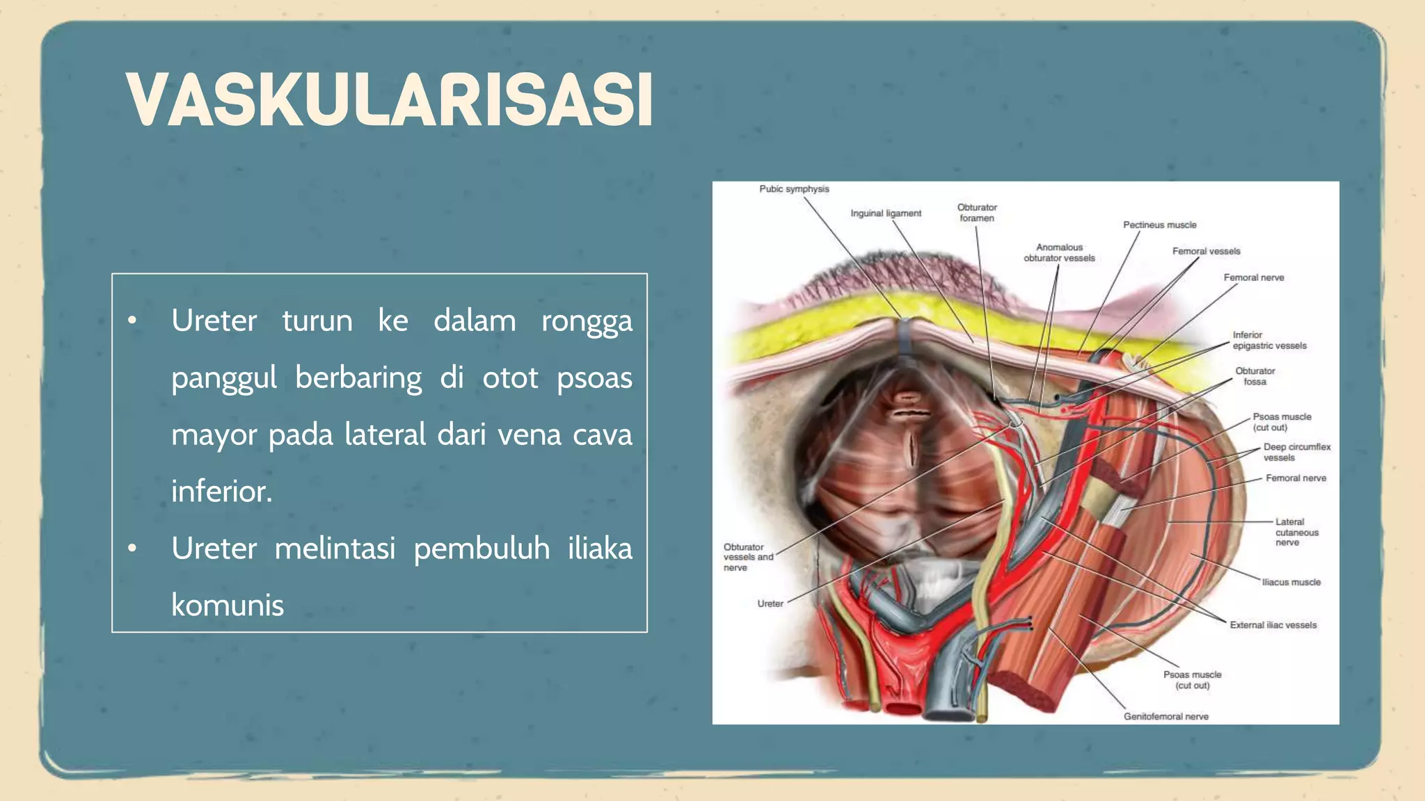 anatomi dan funsi dasar panggul | PPTX