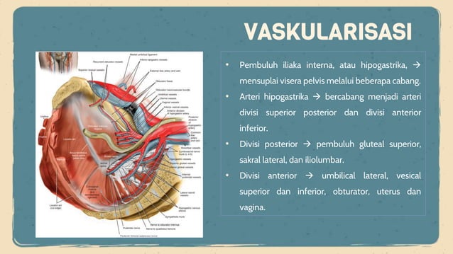 anatomi dan funsi dasar panggul | PPTX