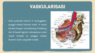 anatomi dan funsi dasar panggul | PPTX