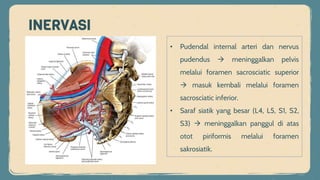 anatomi dan funsi dasar panggul | PPTX