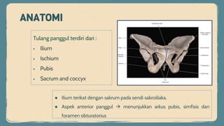 anatomi dan funsi dasar panggul | PPT