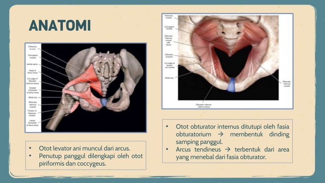 anatomi dan funsi dasar panggul | PPTX
